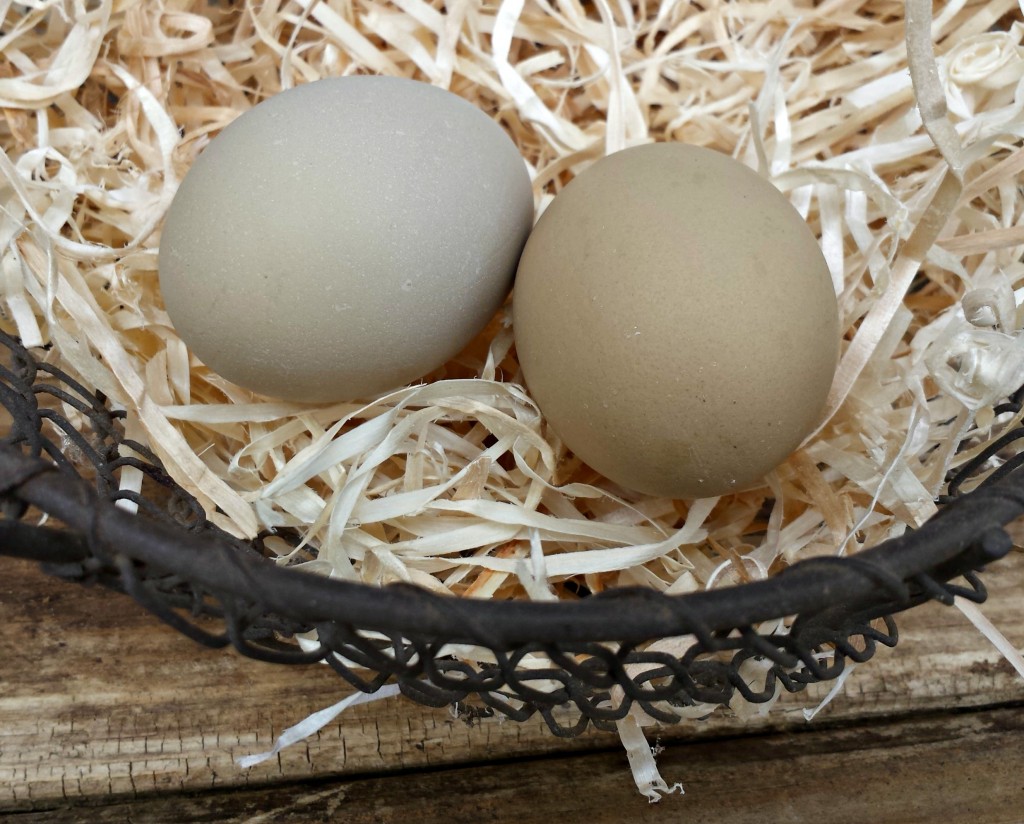 A Guide to Different Colored Chicken Eggs - Backyard Poultry